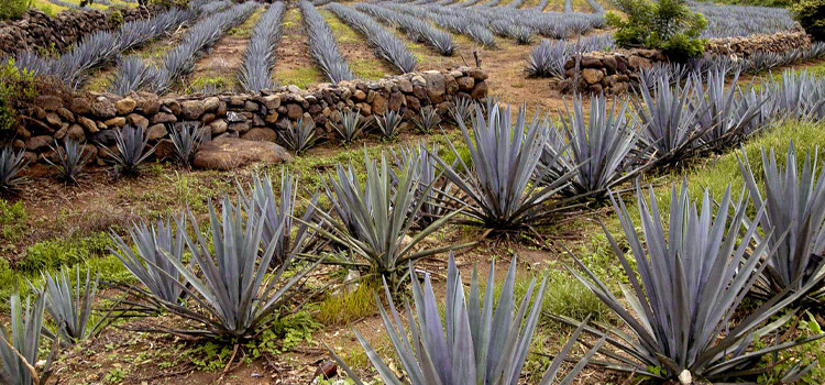 818 Tequila Bottle Review & Price Guide (2022 Updated)