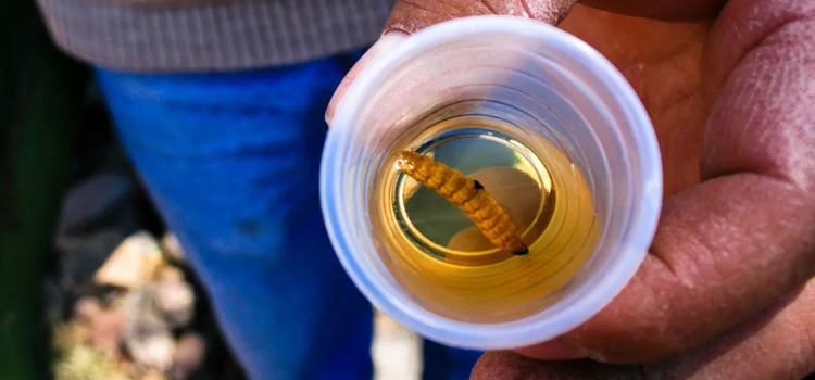Can You Eat the Tequila Worm? Answered (2022 Updated)