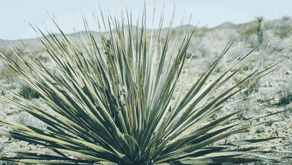 Mexico’s Liquor Pride: What is Sotol (and Why You Should Try It!)